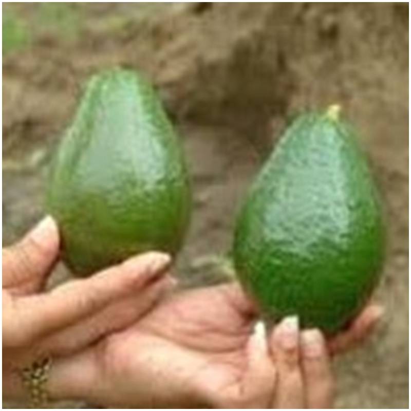 Fresh organically untreated organic avocados fuerte organic directly ...