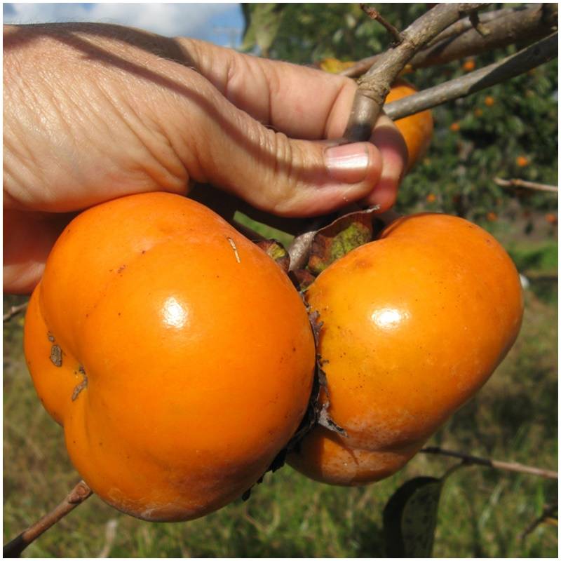 Delicado48 - Frisches Obst und Gemüse aus Spanien