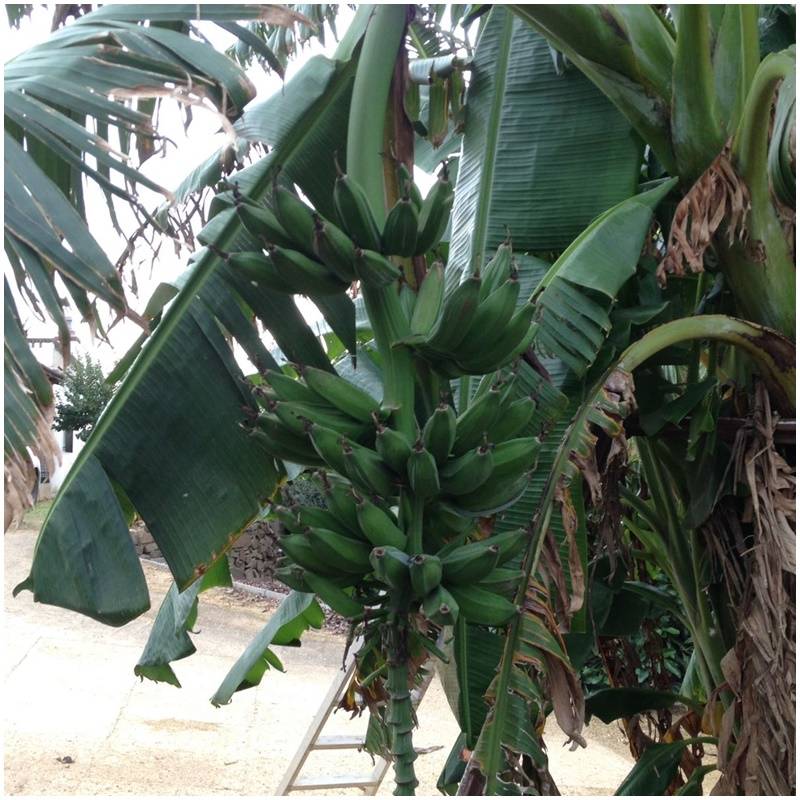 Fresh organically untreated organic platano or banana organic straight ...