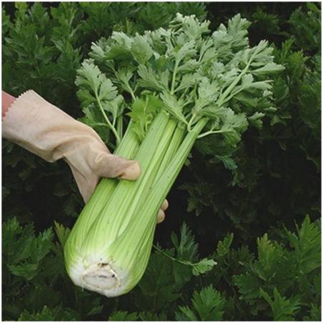 Fresh organic organically untreated celery from the producer from Spain