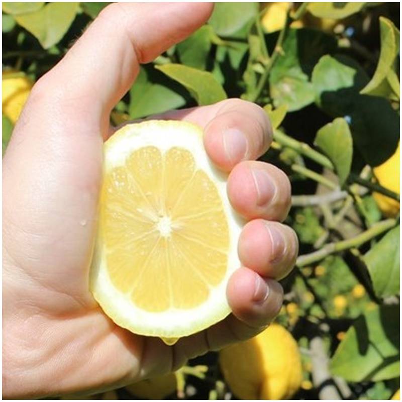 Fresh organic organic untreated lemons directly from the tree from Spain