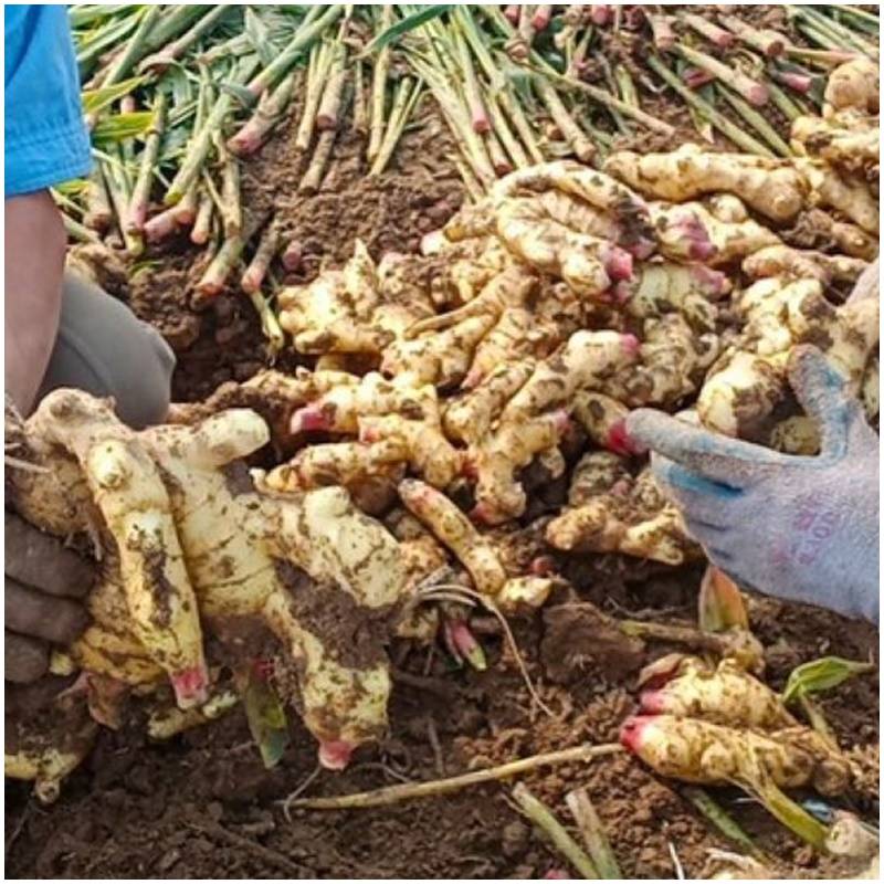 Fresh organic organic untreated ginger directly from the tree of Spain