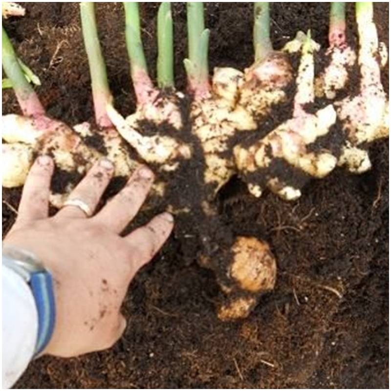 Fresh organic organic untreated ginger directly from the tree of Spain