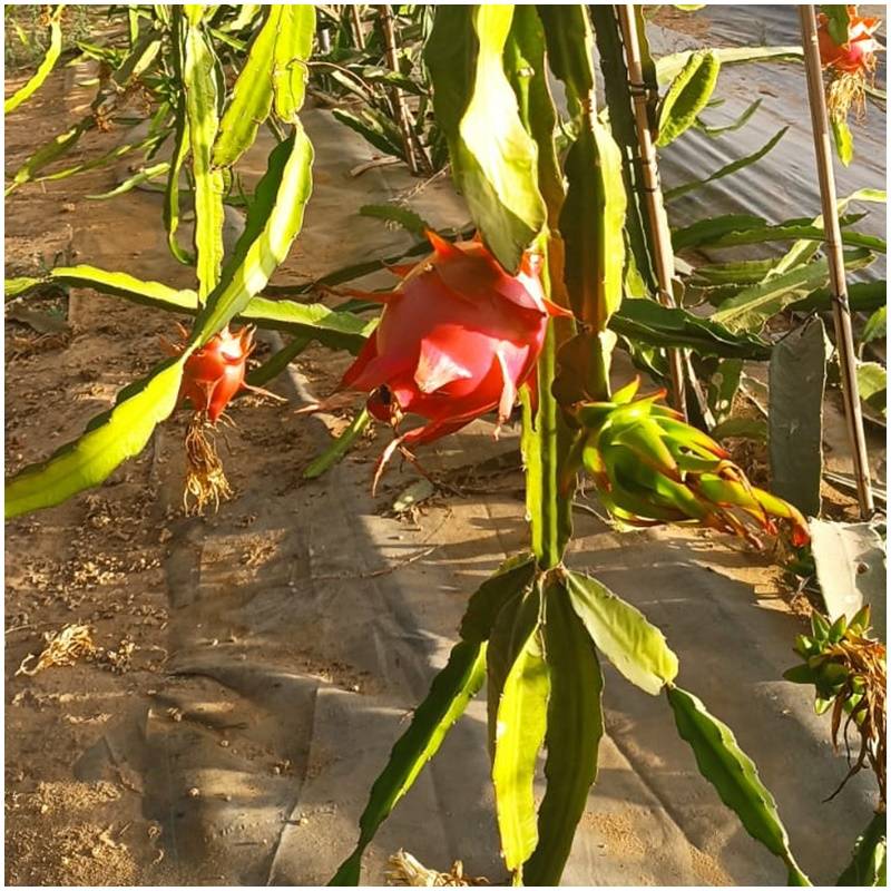 Fresh organic untreated Pitahaya straight from the tree in Spain